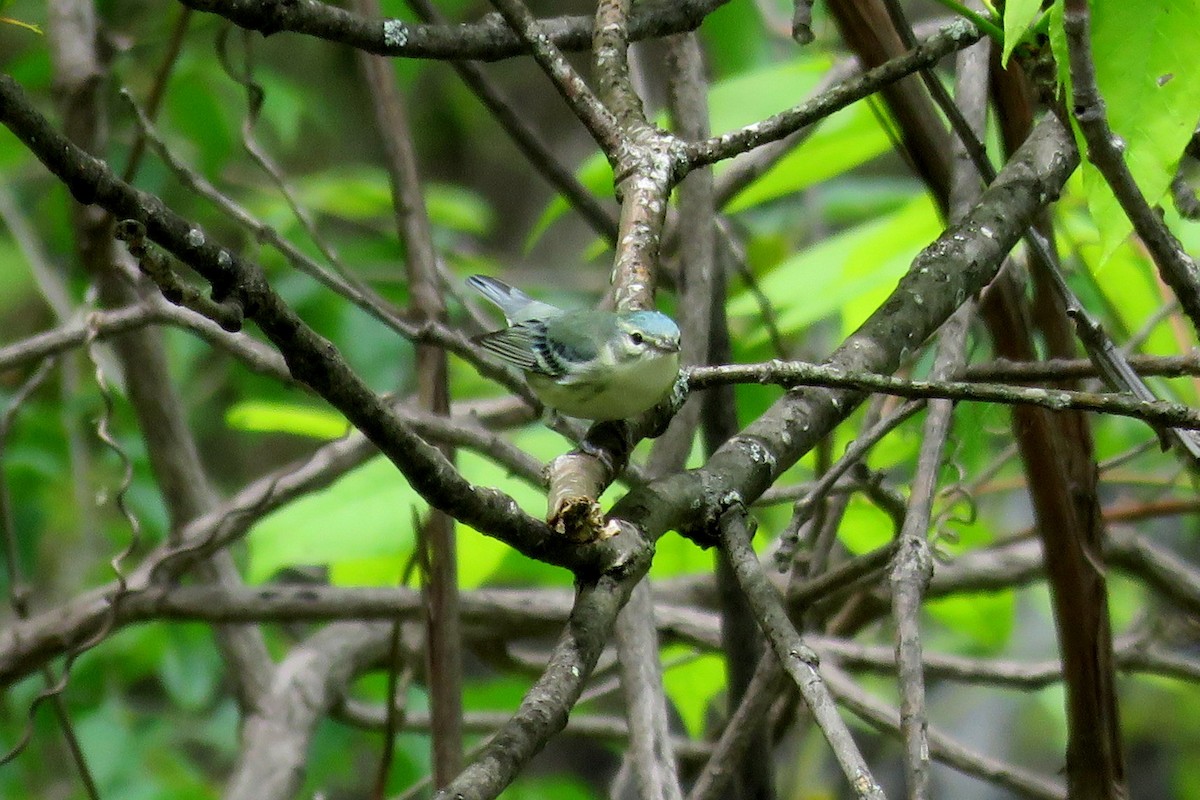 eBird Checklist - 11 May 2017 - Blue Ridge Pkwy--Lewis Fork Overlook ...