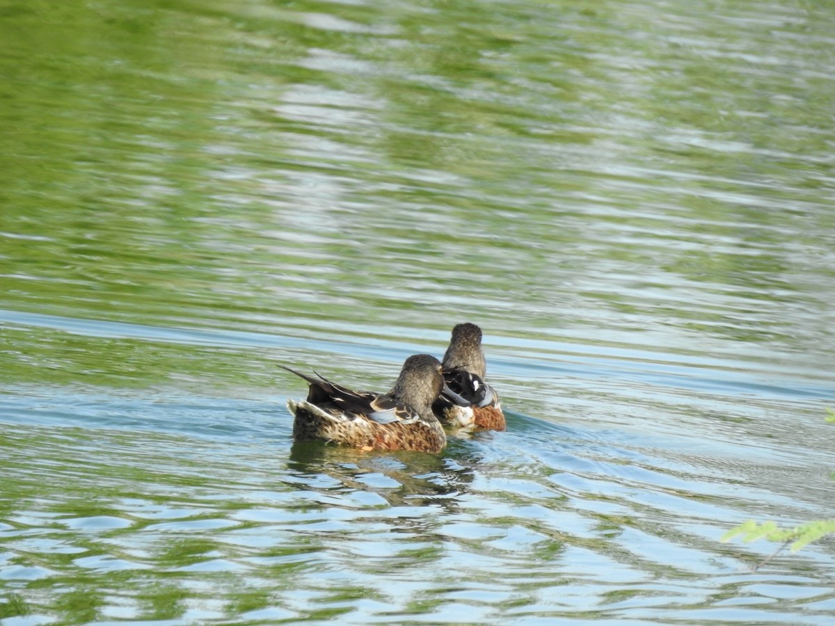 eBird Checklist - 4 Jul 2023 - Riparian Preserve at Gilbert Water Ranch ...