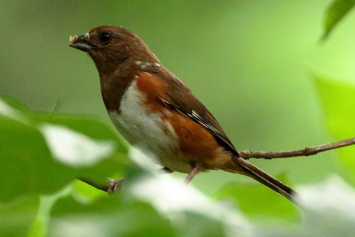 Maryland-DC Breeding Bird Atlas Checklist - 4 Jul 2023 - Baldhill Lane ...