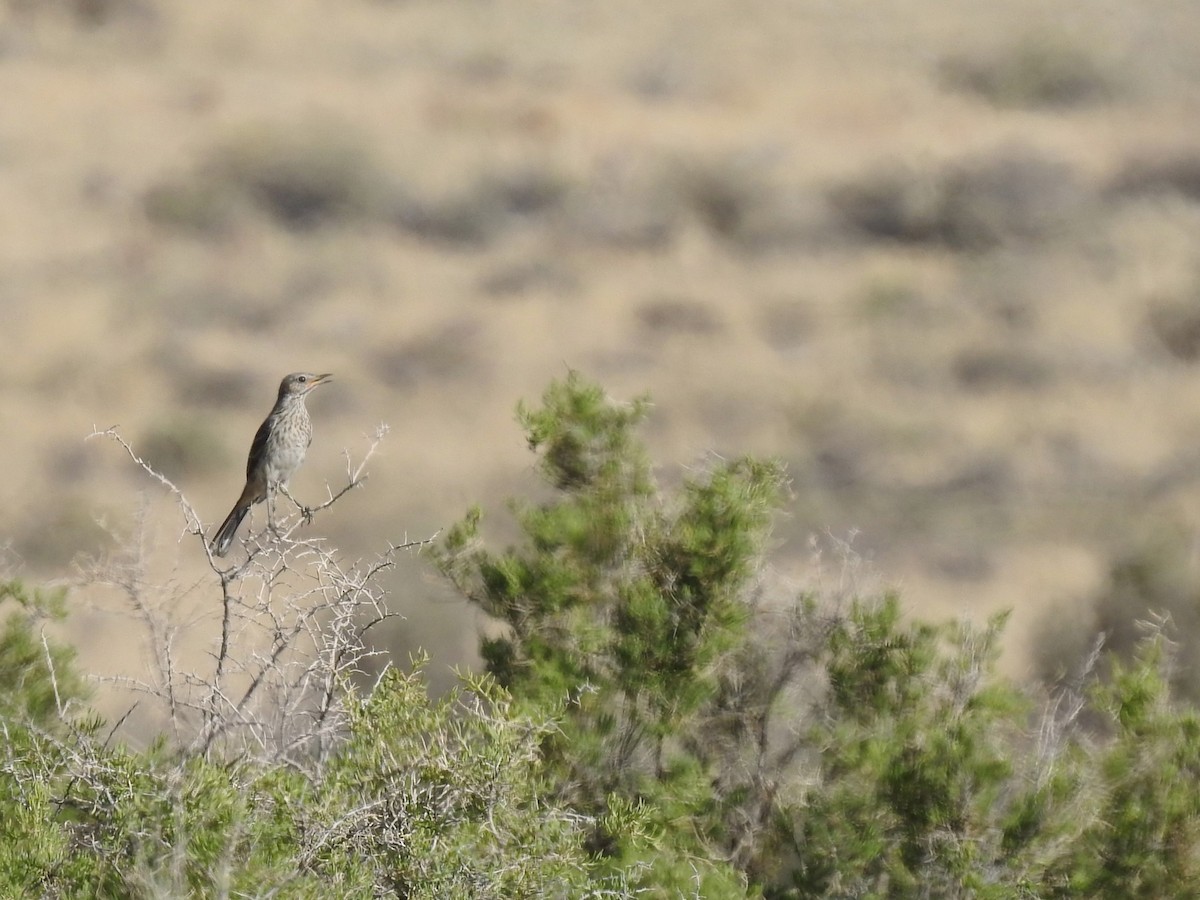 eBird Checklist - 3 Jul 2023 - Colorado 150, Mosca, Colorado, US (37. ...