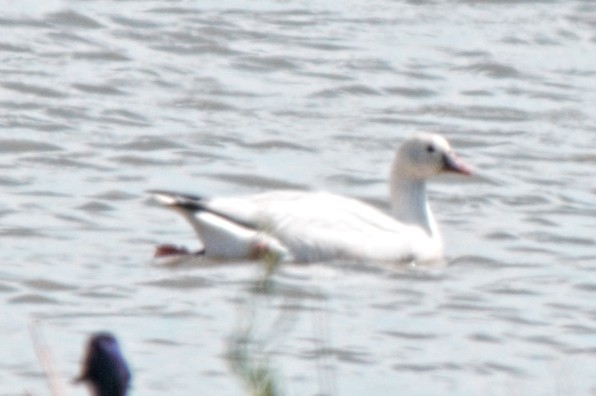 eBird Checklist - 26 May 2013 - Merced NWR--Auto Loop - 23 species