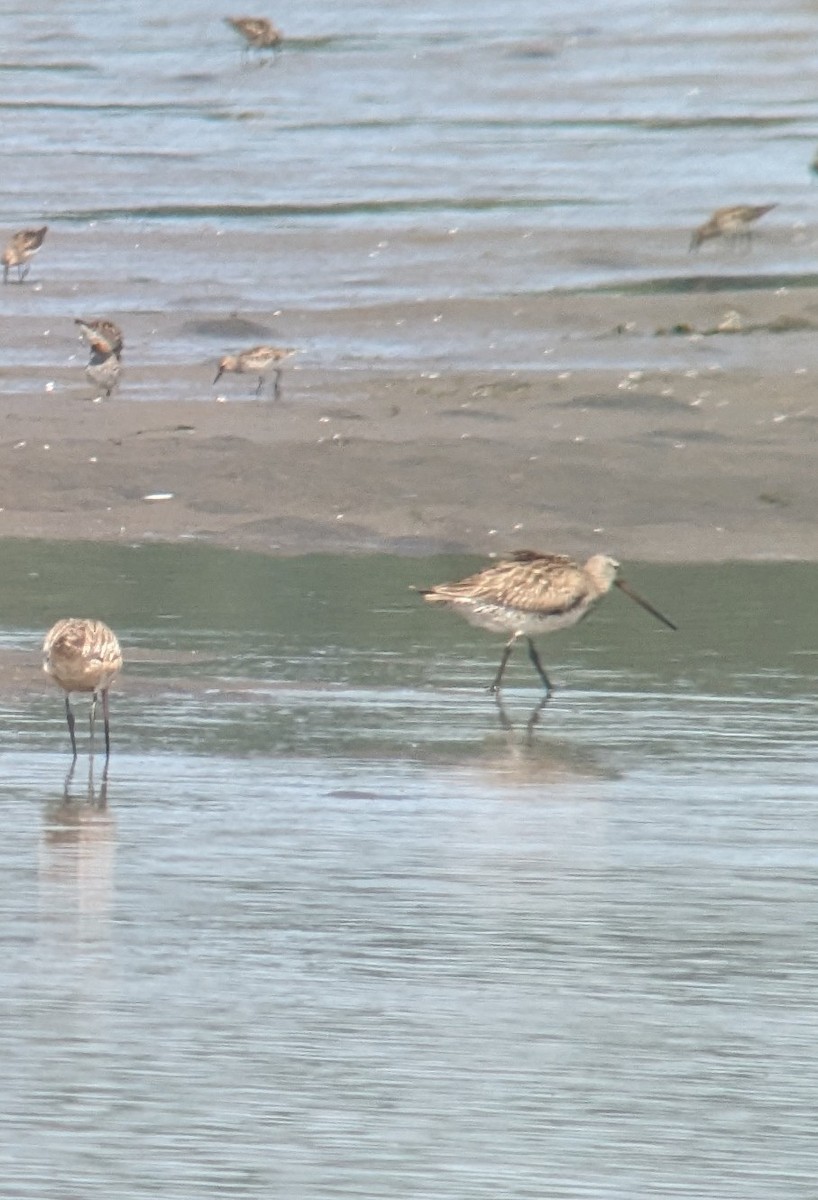 eBird Pacific Northwest Checklist - 4 Jul 2023 - Tokeland--marina - 28 ...