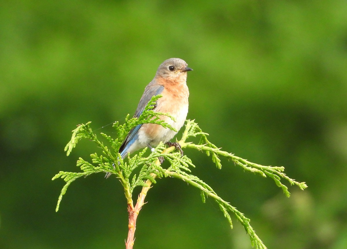ML591231811 Eastern Bluebird Macaulay Library