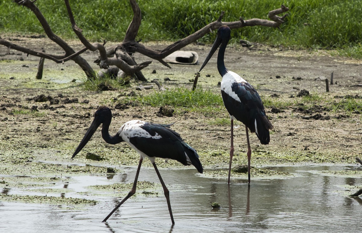 eBird Checklist - 3 Jul 2023 - Bharatpur--Keoladeo Ghana NP - 42 species