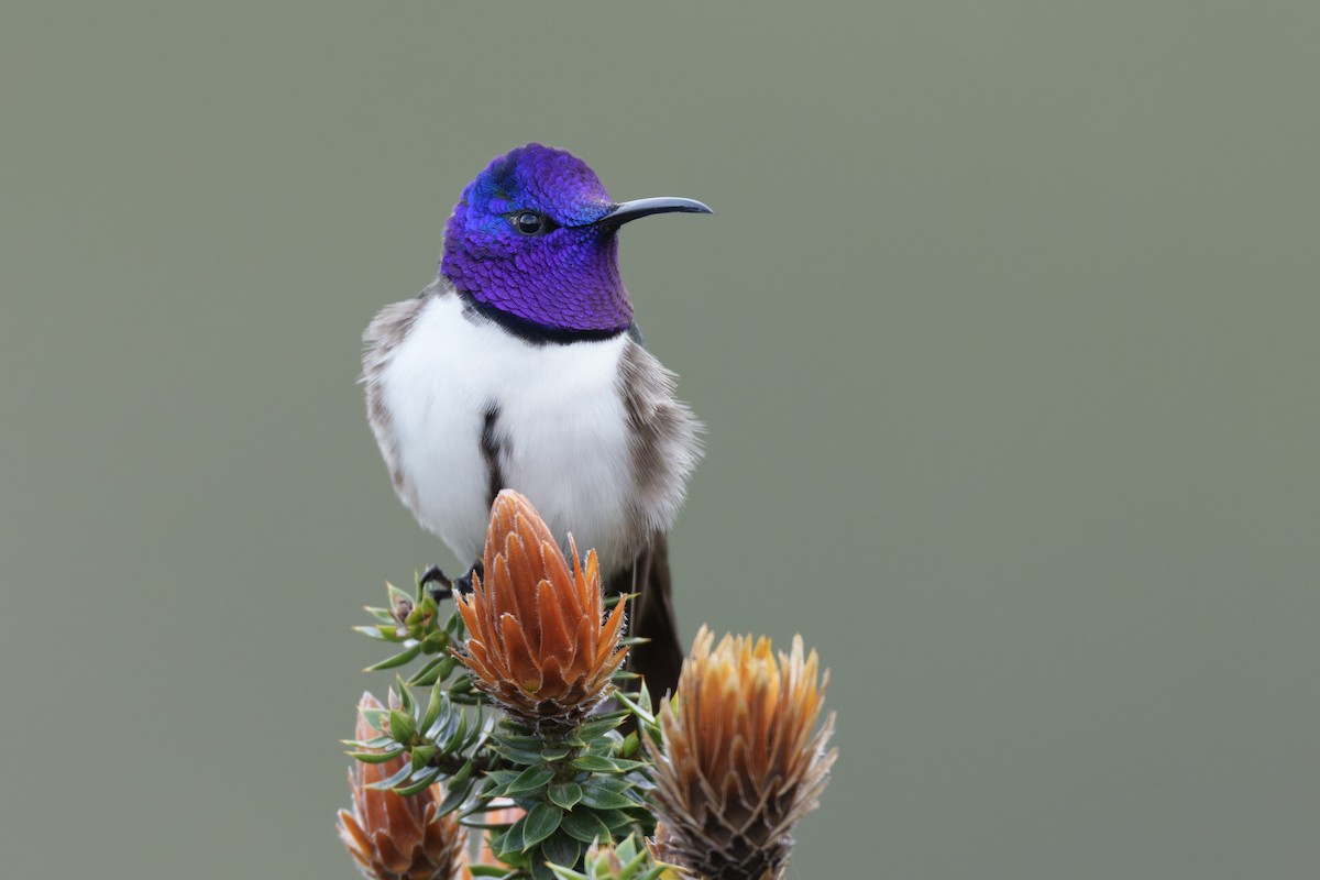 Ecuadorian Hillstar - Oreotrochilus chimborazo - Media Search - Macaulay Library and eBird