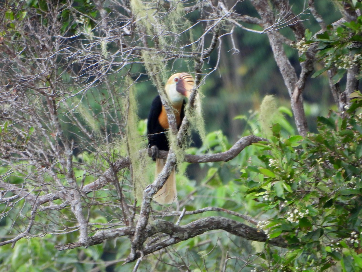 eBird Checklist - 4 Jan 2023 - Arfak Mountains Rd--550-820 m elevation ...
