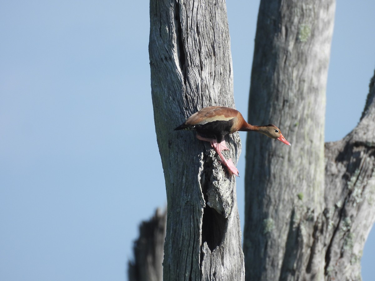 eBird Checklist - 5 Jul 2023 - Bystre Lake - 23 species