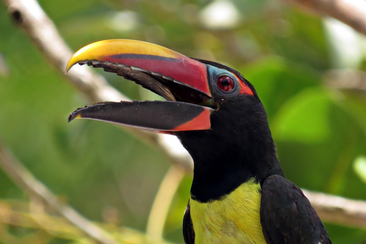eBird Checklist - 10 Sep 2016 - Manaus--Ramal do Pau Rosa - 80 species ...