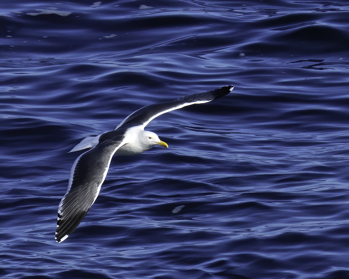 eBird Checklist - 10 Dec 2022 - Point La Jolla--seawatch - 5 species