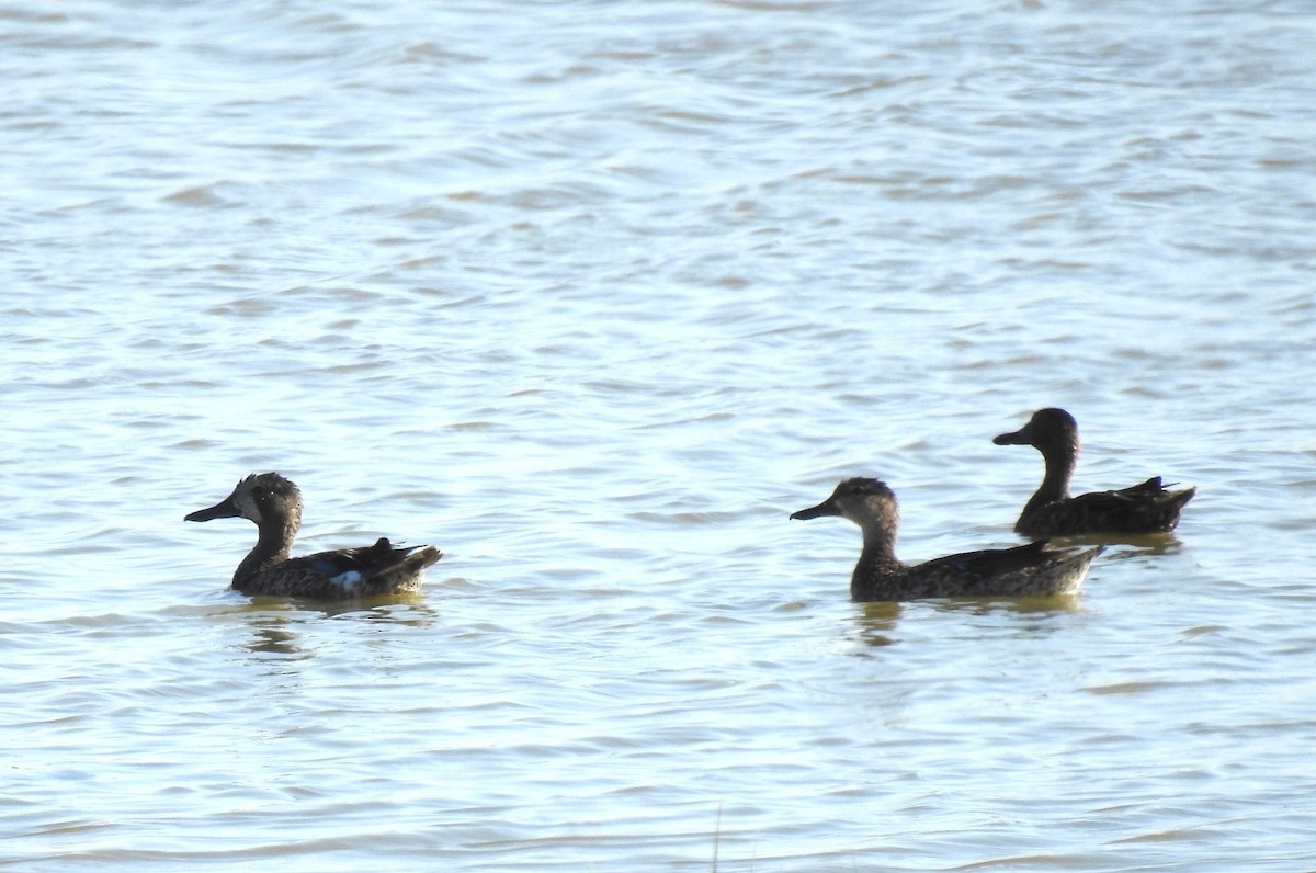 eBird Checklist - 5 Jul 2023 - Piute Ponds (permit required) - 53 ...