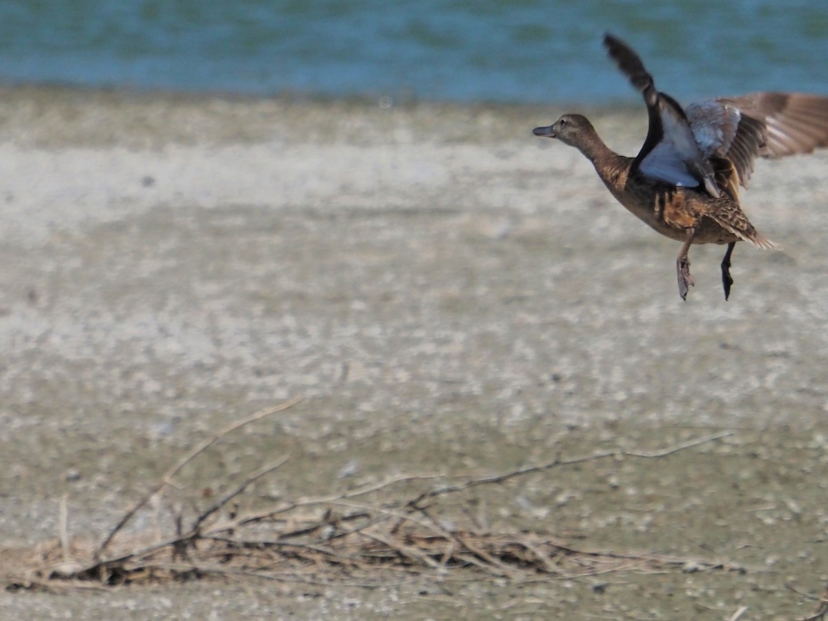eBird Checklist - 4 Jul 2023 - Piute Ponds (permit required) - 43 ...