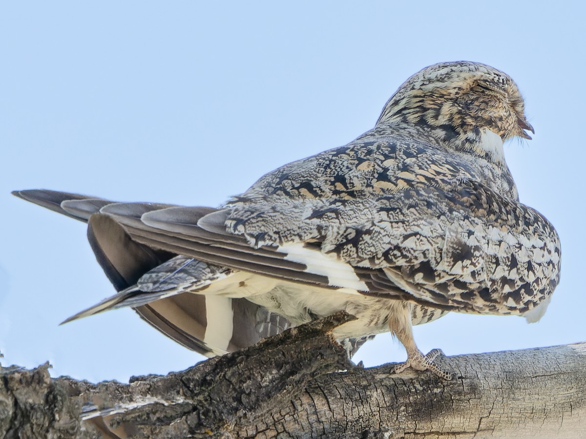 eBird Checklist - 3 Jul 2023 - Pawnee NG--Crow Valley CG - 18 species