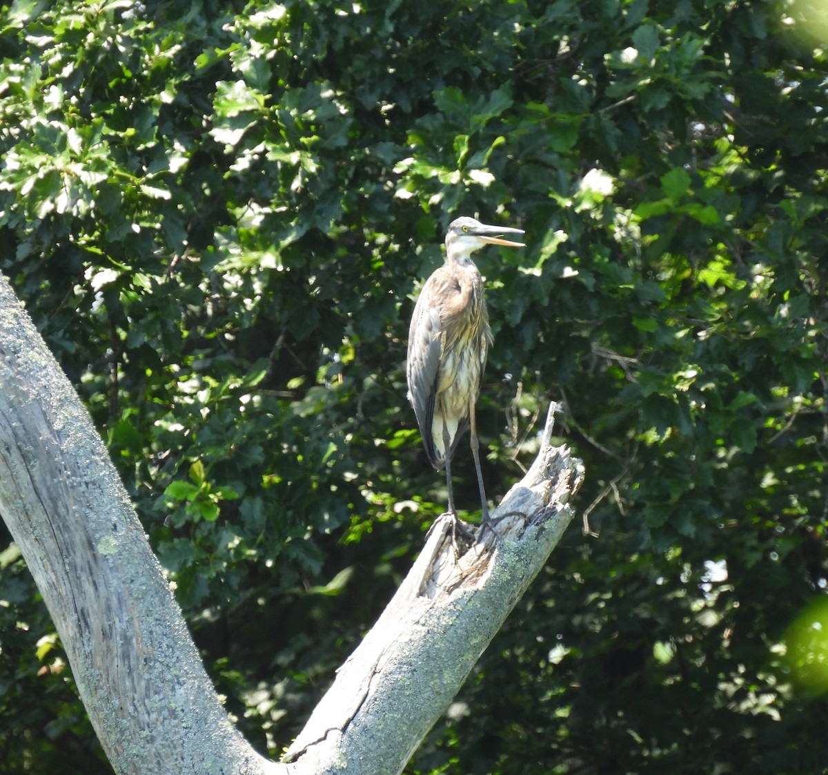 Mass Audubon eBird Checklist - 5 Jul 2023 - Saint Joseph's Cemetery ...