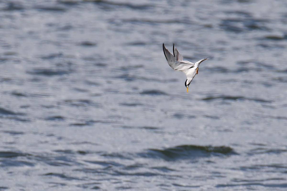 eBird Checklist - 5 Jul 2023 - Offutt AF Base Lake - 19 species