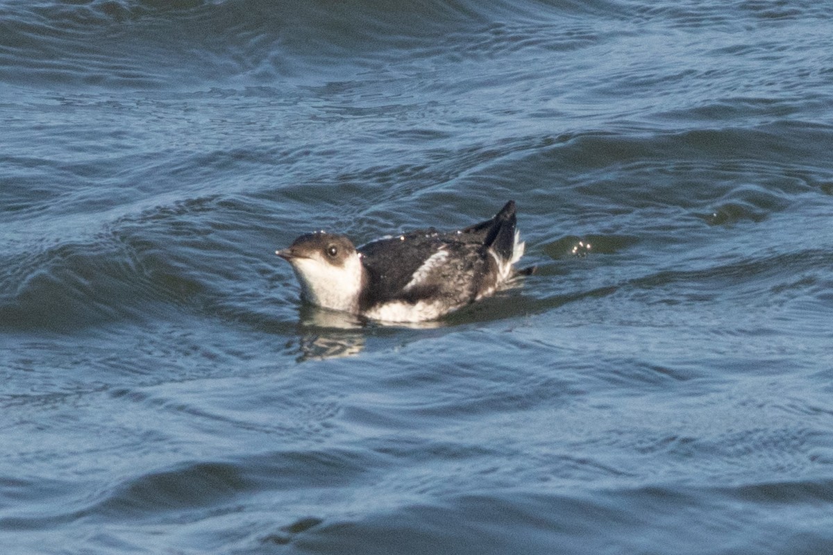 eBird Checklist - 5 Jul 2023 - Ocean Shores--Pt. Brown Jetty - 9 species