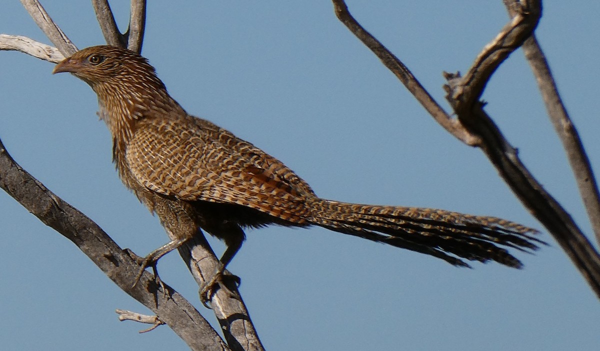 eBird Checklist - 11 Jun 2023 - Millstream-Chichester National Park ...