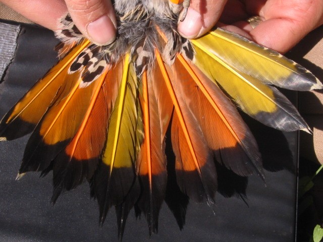 Flicker Feathers