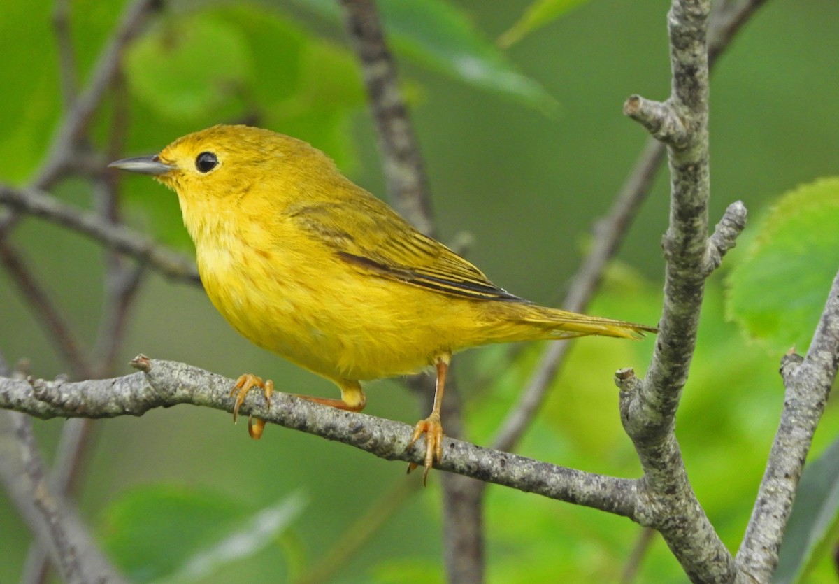 eBird Checklist - 6 Jul 2023 - Hartlen Point - 48 species