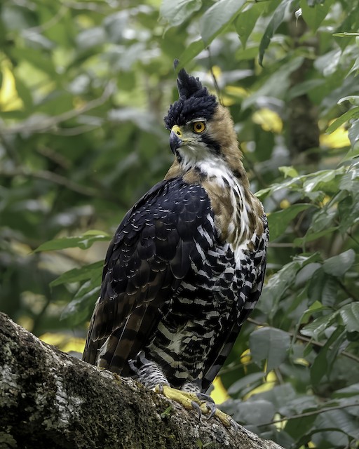 White Ornate Hawk Eagle