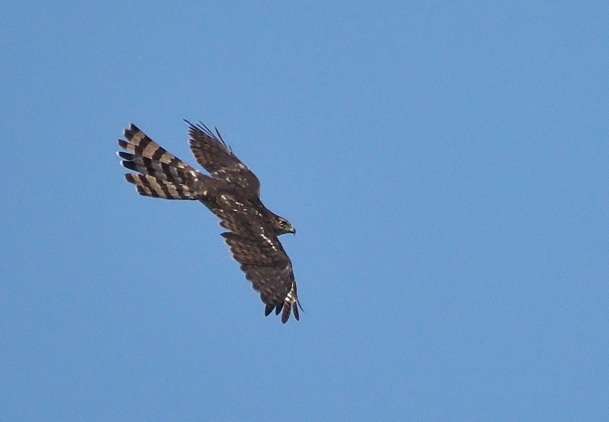 ML591672801 Cooper's Hawk Macaulay Library