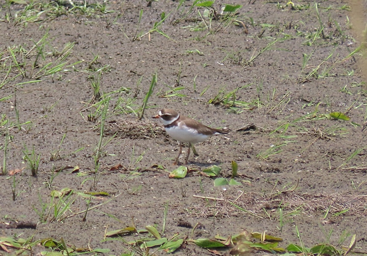 eBird Checklist - 6 Jul 2023 - Vernon Marsh--Benson Ave. - 37 species
