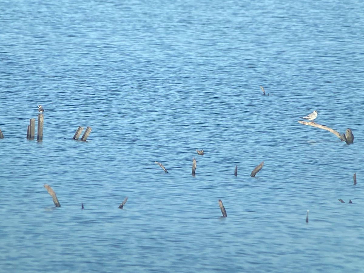 eBird Checklist - 6 Jul 2023 - Stick Marsh (Indian River Co.) - 35 ...