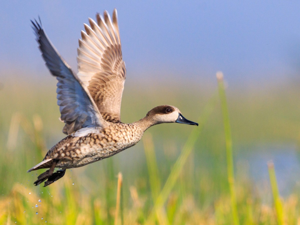 Marbled Duck - Marmaronetta angustirostris - Birds of the World