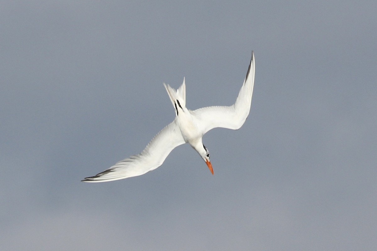 eBird Checklist - 6 Jul 2023 - Botany Bay Plantation WMA - 62 species ...