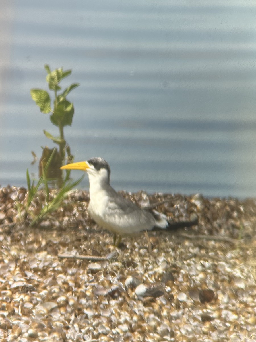 eBird Checklist - 6 Jul 2023 - Stick Marsh (Indian River Co.) - 27 species