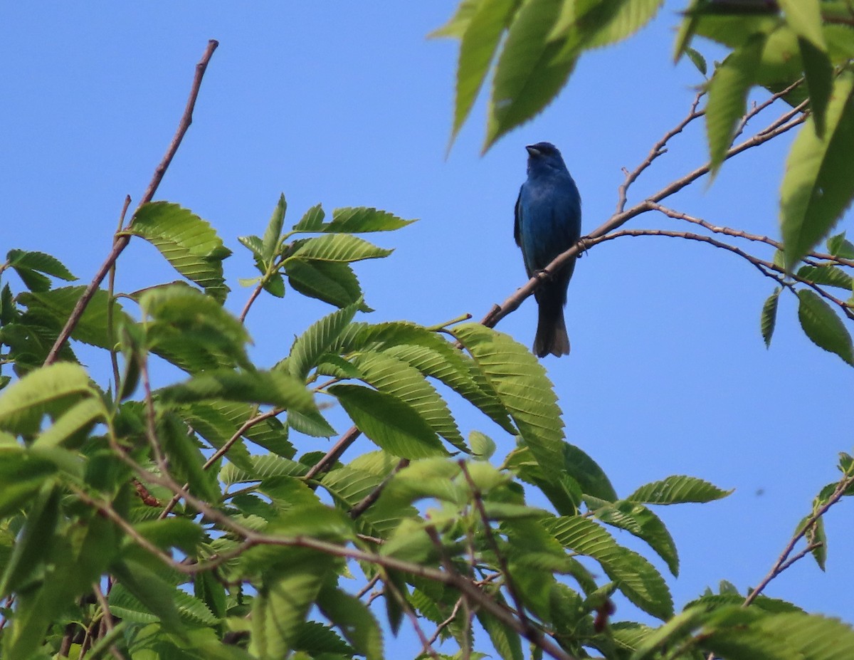 eBird Québec Checklist - 6 Jul 2023 - Route Marie-Victorin, Saint ...