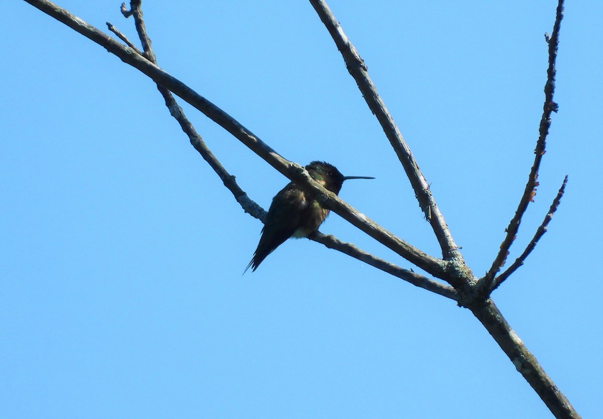 eBird Checklist - 6 Jul 2023 - Tamarack Nature Center - 55 species (+2 ...