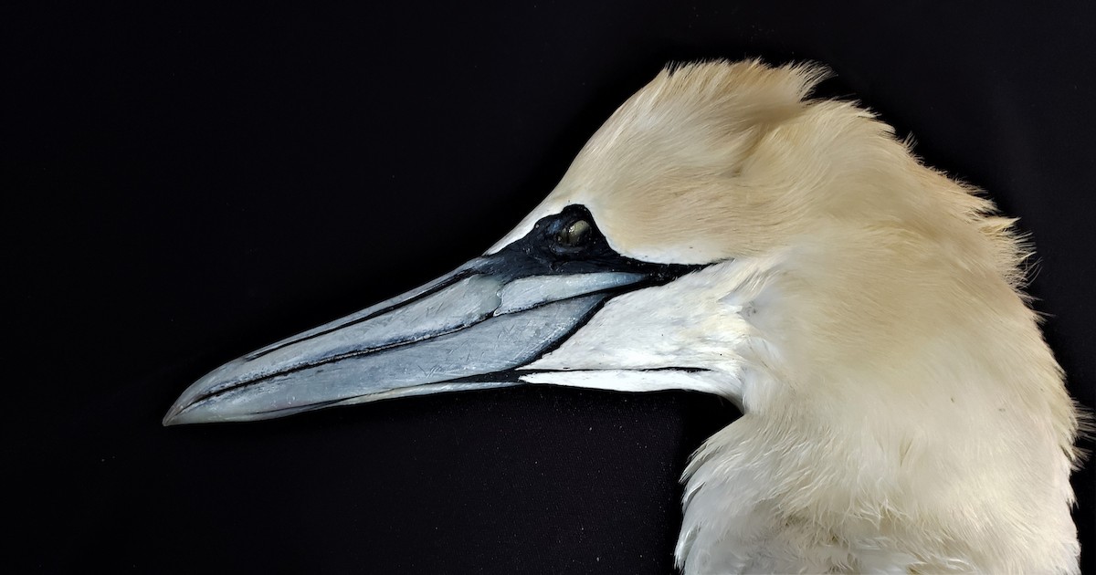 eBird Checklist - 22 May 2019 - South Shore Beach - 1 species