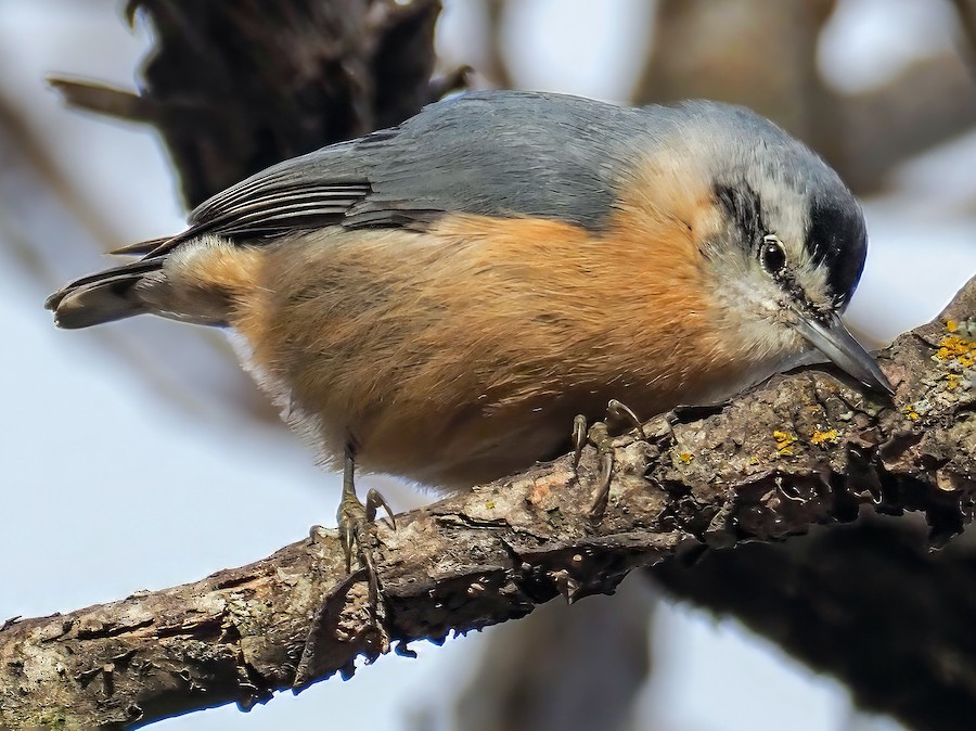 Algerian Nuthatch - eBird