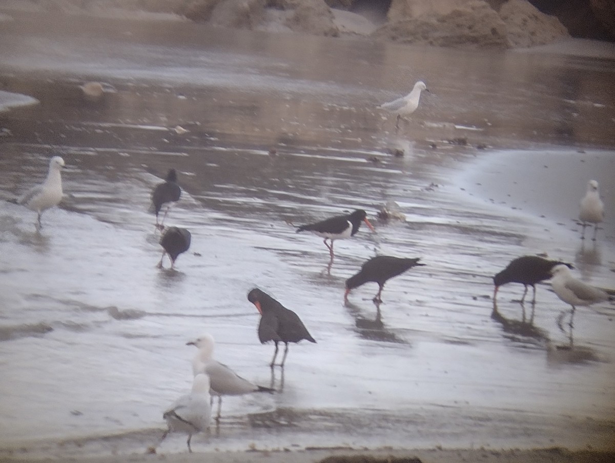 eBird Checklist - 7 Jul 2023 - Point Peron - 18 species
