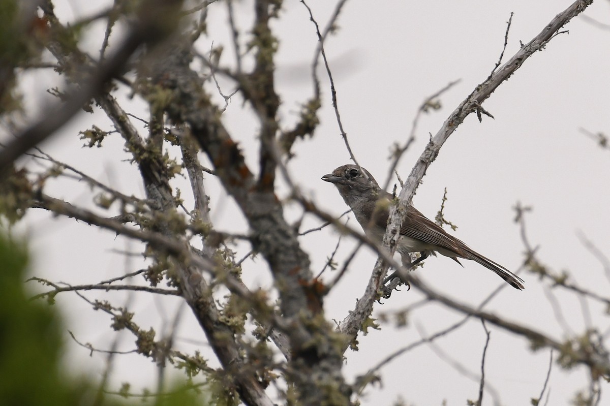 eBird Checklist - 16 Jun 2023 - Kickapoo Cavern SP (Kinney Co.) - 23 ...