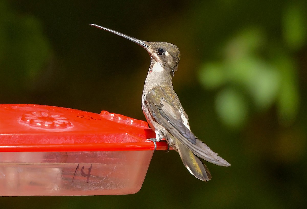 Vermont eBird Checklist - 7 Jul 2023 - Paton Center for Hummingbirds ...