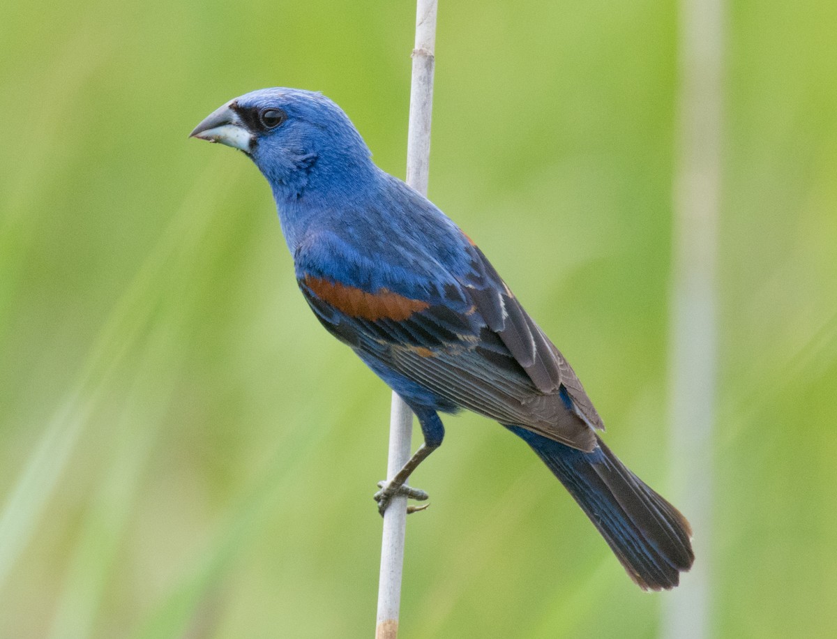 Blue Grosbeak - Passerina caerulea - Media Search - Macaulay Library ...