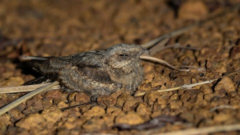 Standard Winged Nightjar