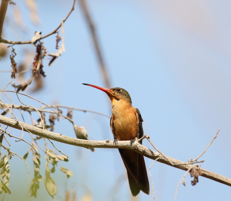 Cinnamon Hummingbird (Tres Marias Is.) - eBird