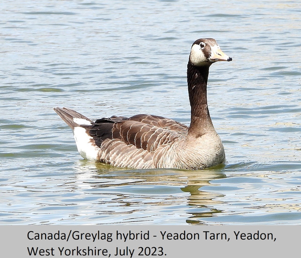 eBird Checklist - 7 Jul 2023 - Yeadon Tarn - 9 species (+1 other taxa)