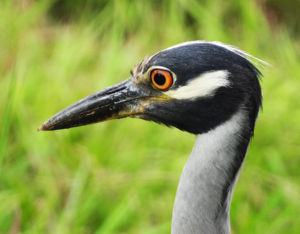 eBird Checklist - 7 Jul 2023 - Challenger 7 Memorial Park (UTC 084) - 1 ...