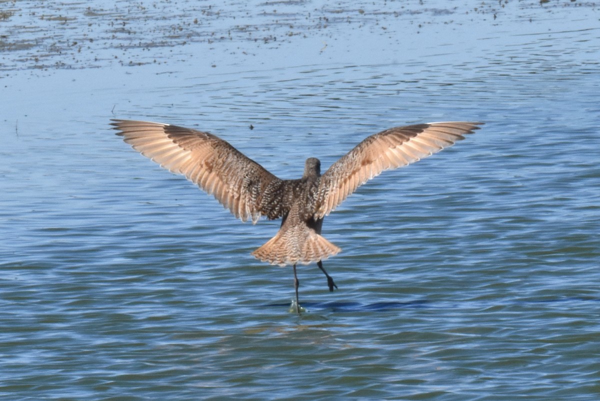 eBird Checklist - 7 Jul 2023 - Piute Ponds (permit required) - 60 ...