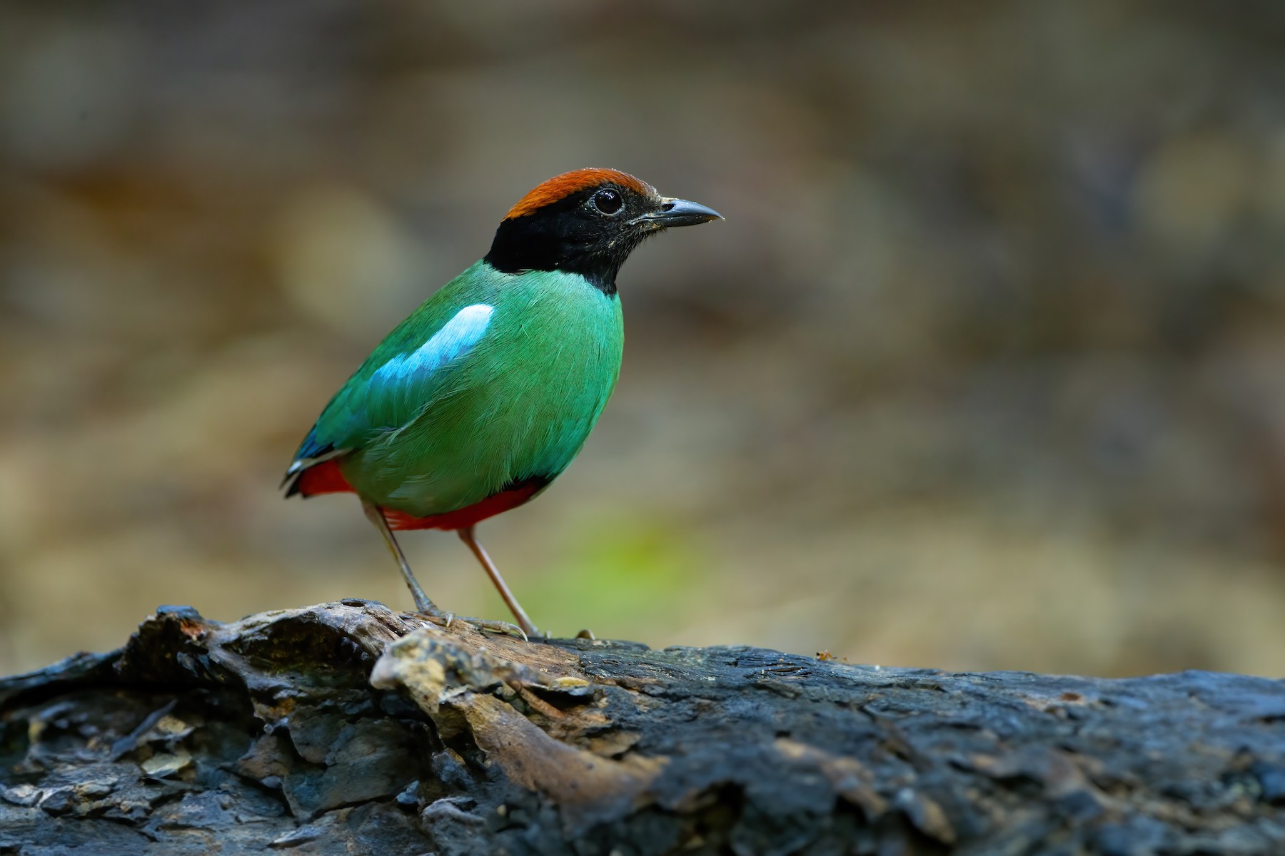 Western Hooded Pitta (Chestnut-crowned) - eBird