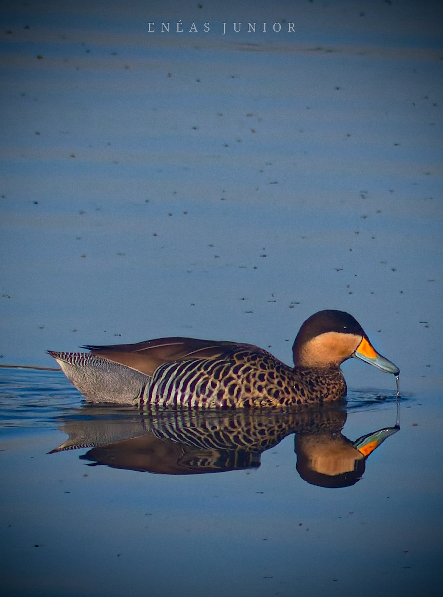 eBird Checklist - 6 Jul 2023 - Parque Ecológico do Tietê - 74 species ...