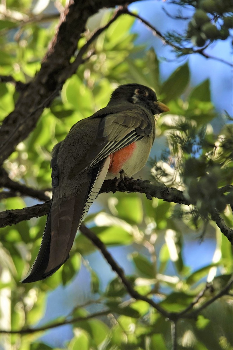 eBird Checklist - 10 Jun 2023 - Cave Creek Canyon--Sunny Flat CG - 3 ...