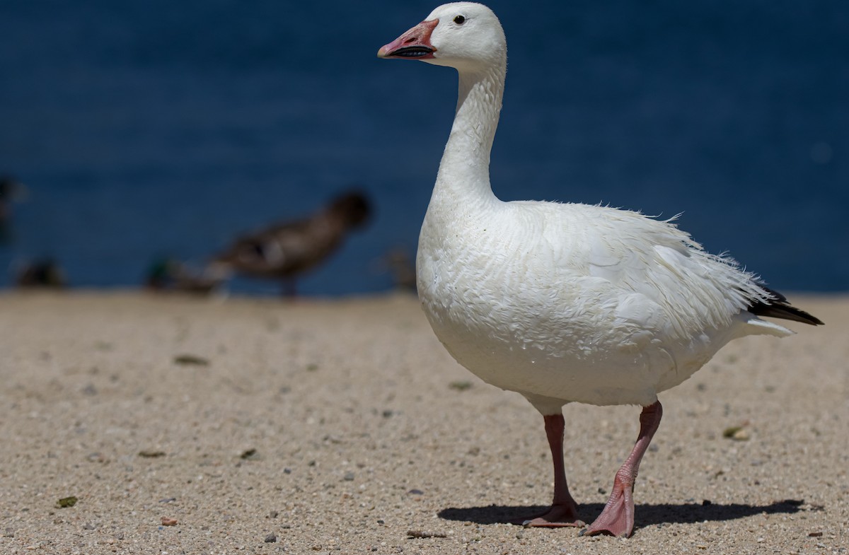 eBird Checklist - 7 Jul 2023 - Apollo Park - 13 species (+2 other taxa)