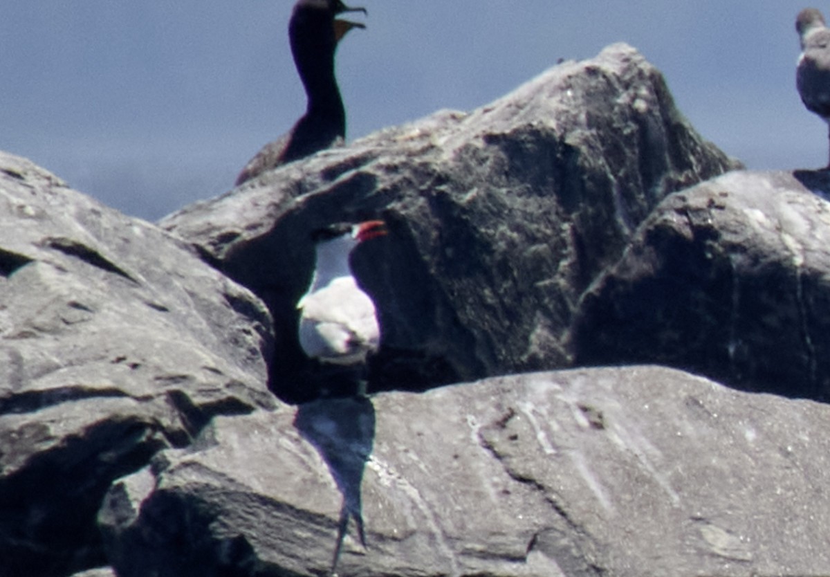 New York Breeding Bird Atlas Checklist - 6 Jul 2023 - Conference House ...