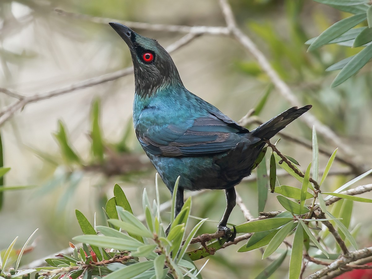 Asian Glossy Starling - Aplonis panayensis - Birds of the World