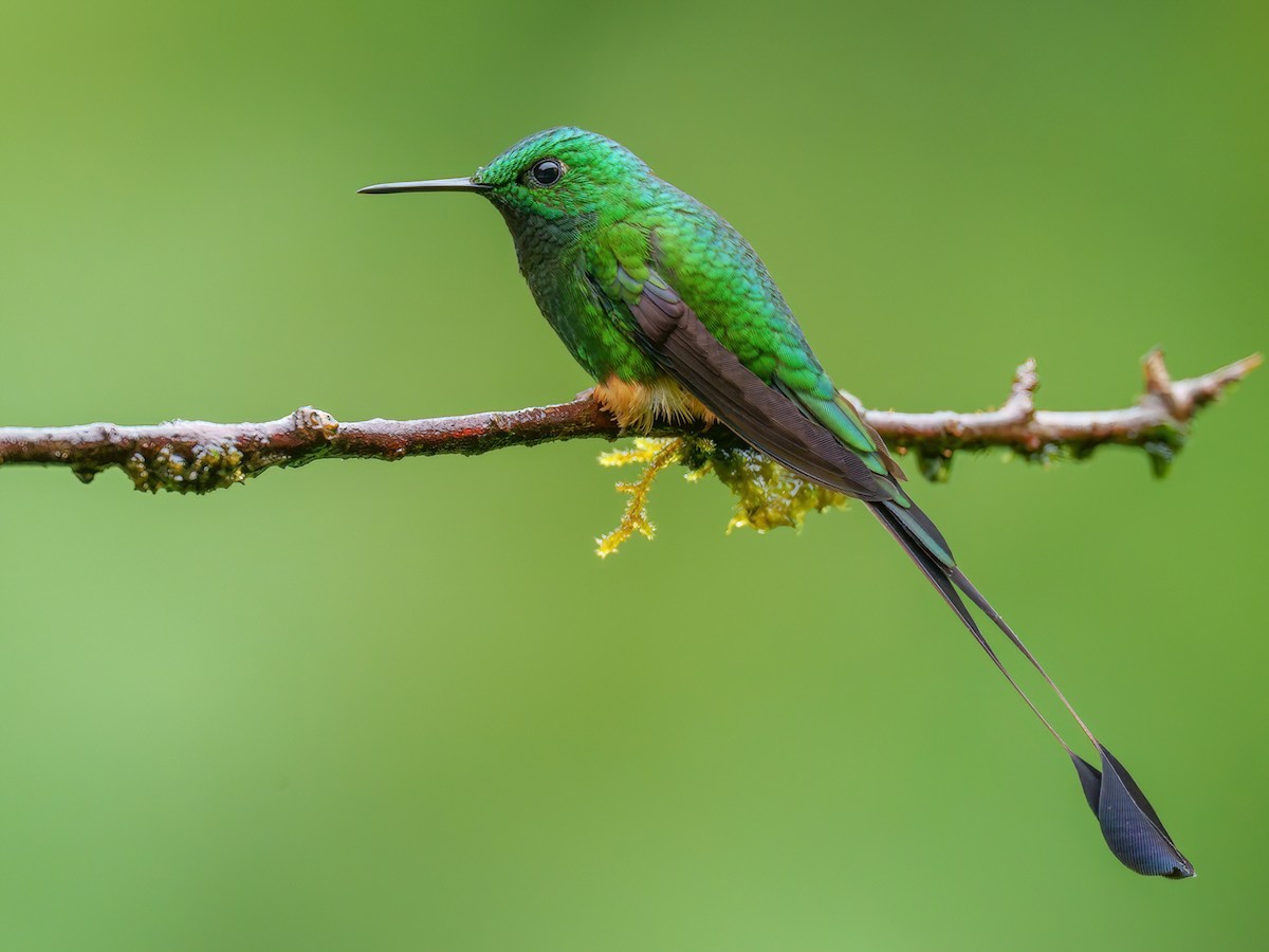 Peruvian Racket-tail - Ocreatus peruanus - Birds of the World
