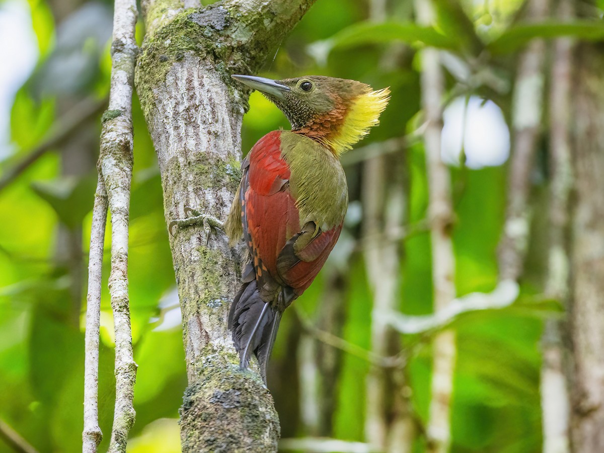 Checker-throated Woodpecker - Chrysophlegma mentale - Birds of the World